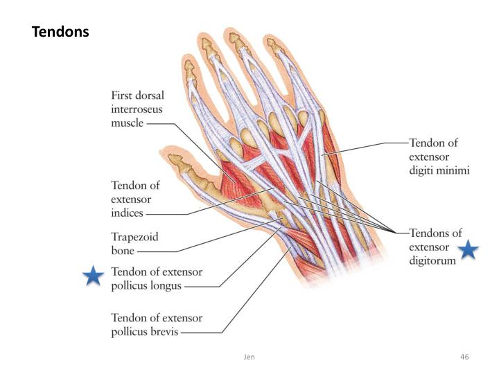PPT - Wrist and Hand PowerPoint Presentation - ID:2317175