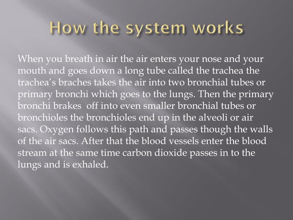 PPT - The Respiratory System PowerPoint Presentation, free download ...