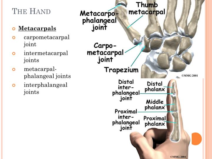 PPT - The Wrist and Hand PowerPoint Presentation - ID:2317295