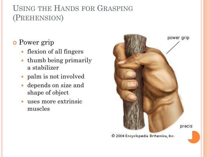 PPT - The Wrist and Hand PowerPoint Presentation - ID:2317295