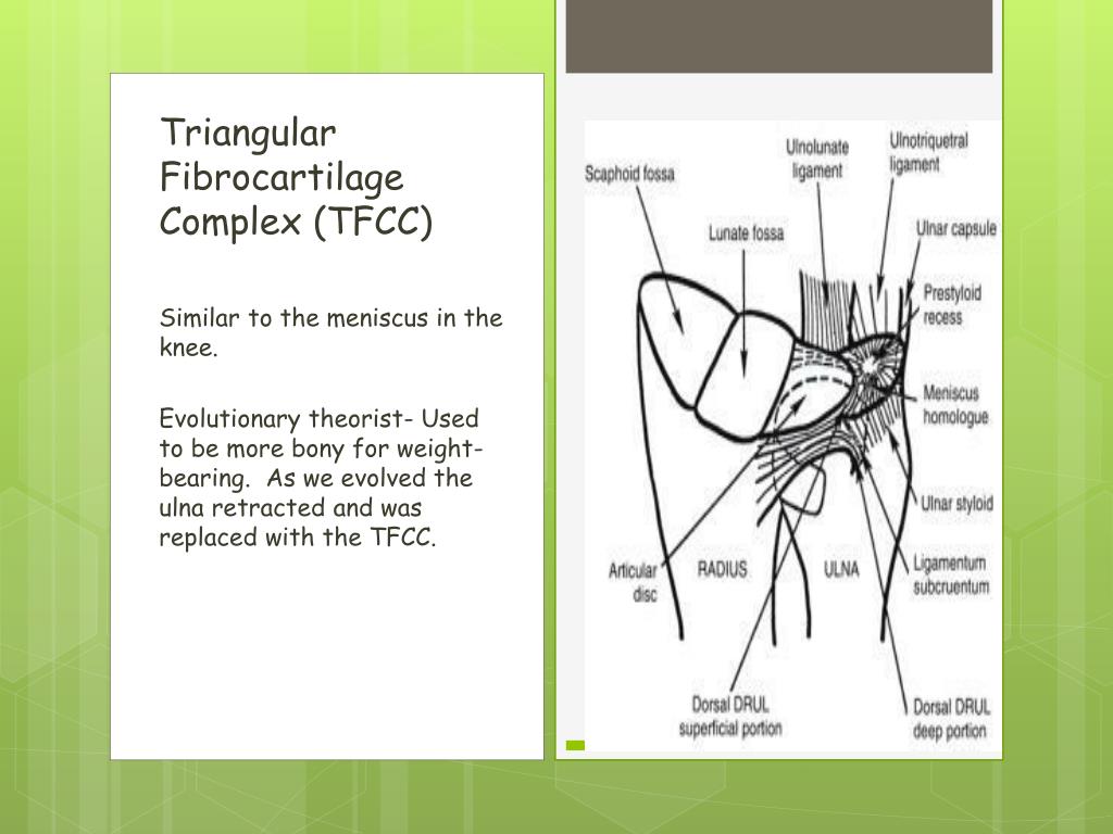 PPT - Pediatric Sports Injuries of the Wrist and Hand PowerPoint ...
