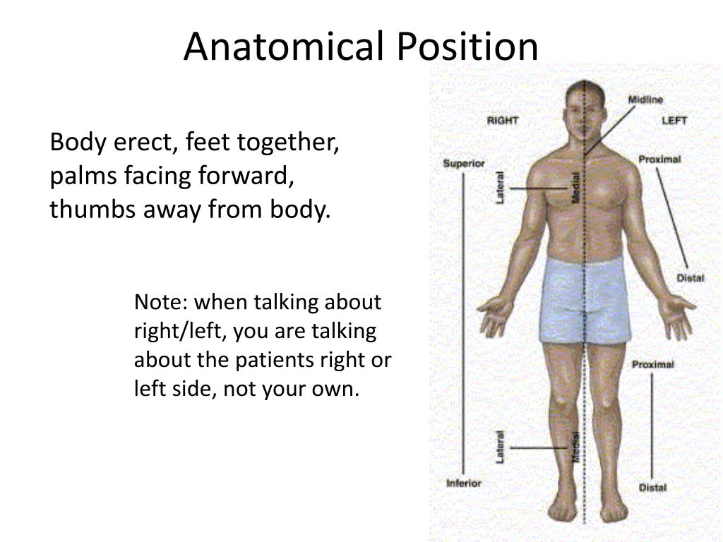 PPT ANATOMY PHYSIOLOGY DAY 2 PowerPoint Presentation Free Download PPT ANATOMY PHYSIOLOGY DAY 2 PowerPoint Presentation Free Download