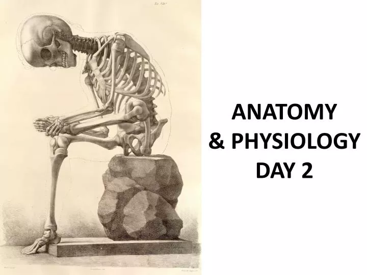 PPT - ANATOMY & PHYSIOLOGY DAY 2 PowerPoint Presentation, free download ...