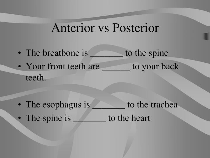 PPT - Body Planes, Directions, and Cavities PowerPoint Presentation ...