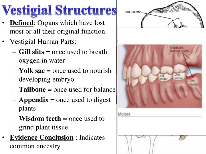 PPT - Evolution: Change Over Time PowerPoint Presentation - ID:2319954