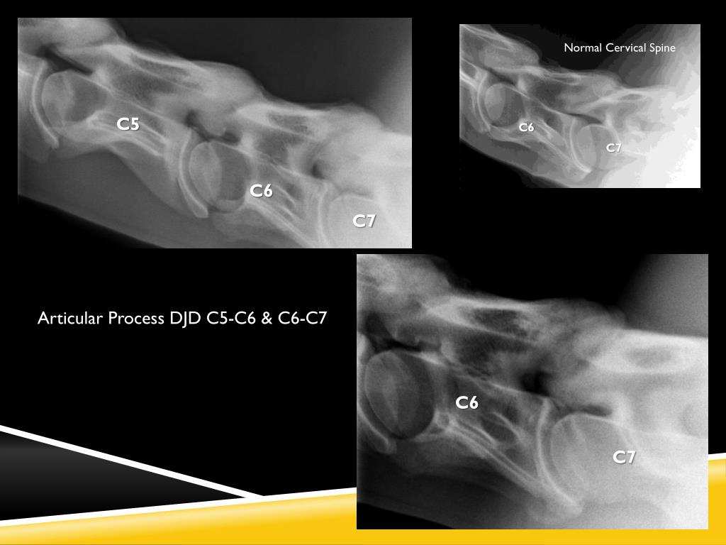 PPT - Equine cervical vertebral stenotic myelopathy Accession# 139543 ...
