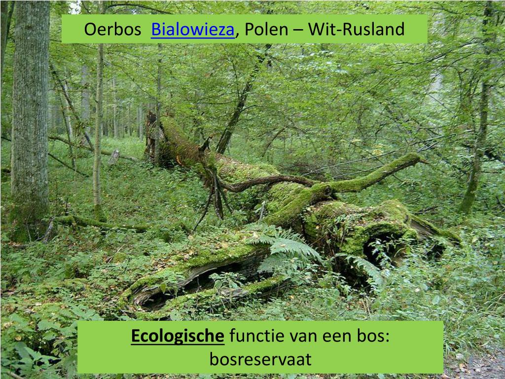 PPT - Oerbos Bialowieza , Polen – Wit-Rusland PowerPoint Presentation ...
