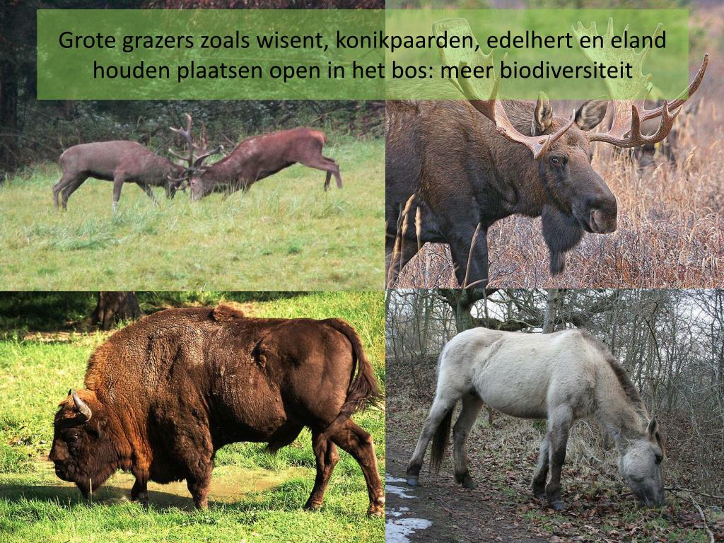 PPT - Oerbos Bialowieza , Polen – Wit-Rusland PowerPoint Presentation ...