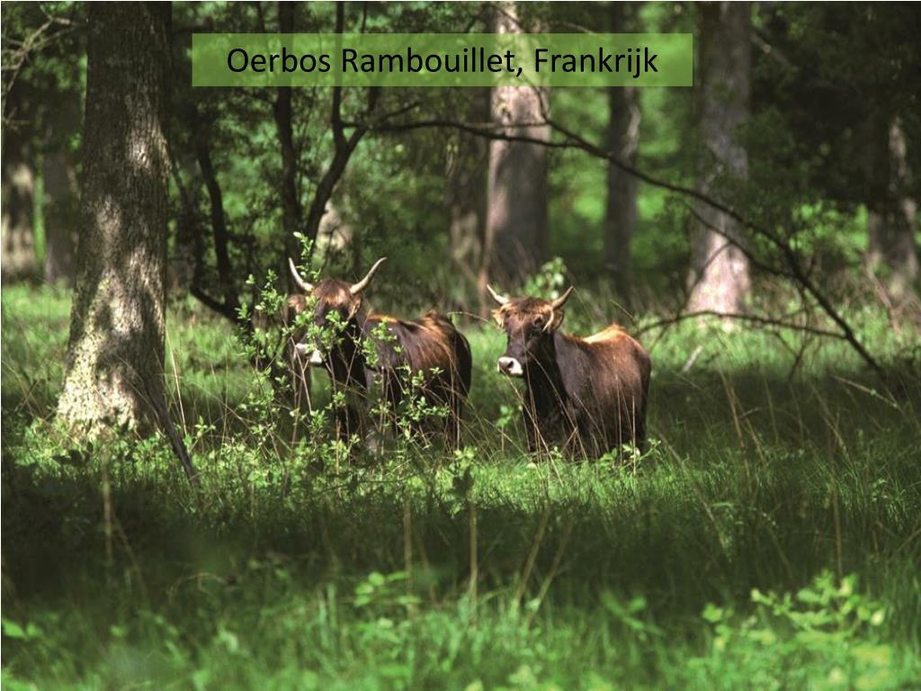 PPT - Oerbos Bialowieza , Polen – Wit-Rusland PowerPoint Presentation ...