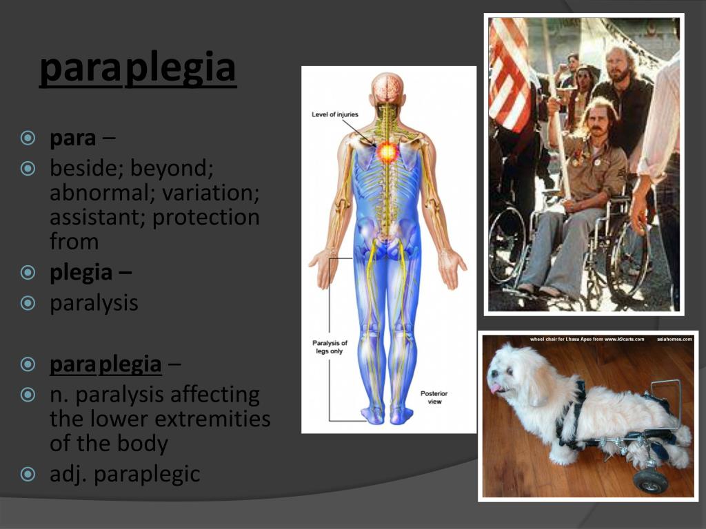 PPT - Greek Vocabulary 10 PowerPoint Presentation, free download - ID ...