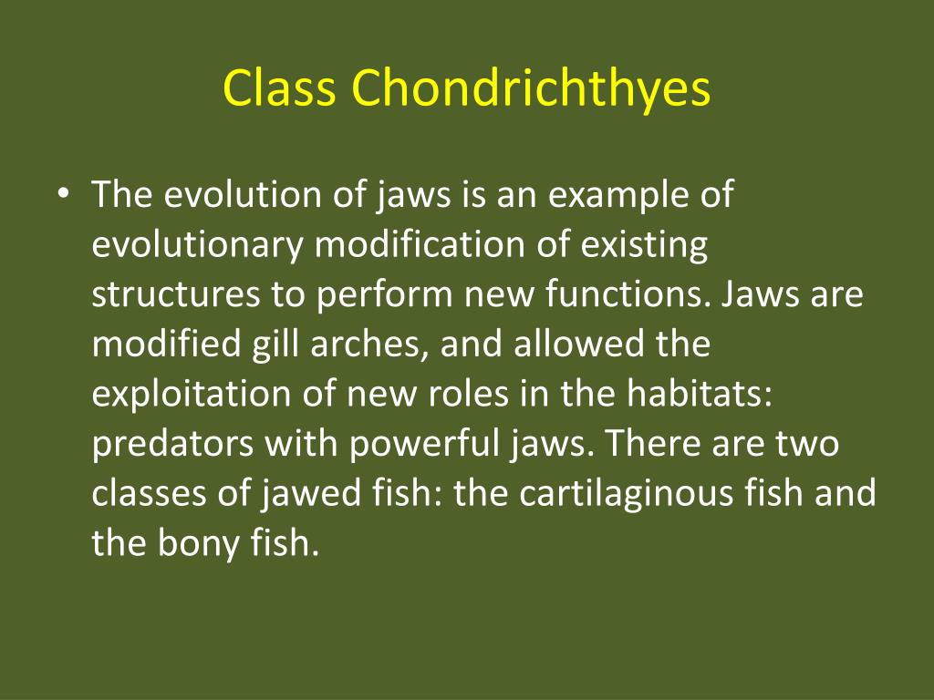 PPT - KINGDOM ANIMALIA Phylum Chordata Class Chondrichthyes PowerPoint ...