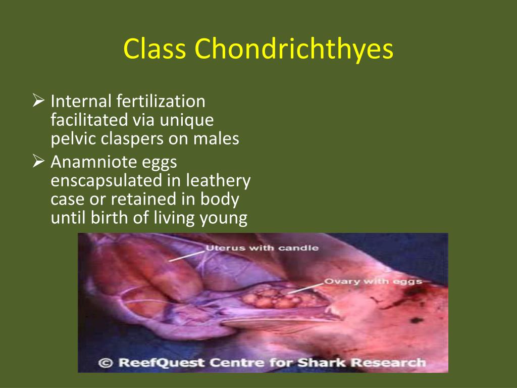 PPT - KINGDOM ANIMALIA Phylum Chordata Class Chondrichthyes PowerPoint ...