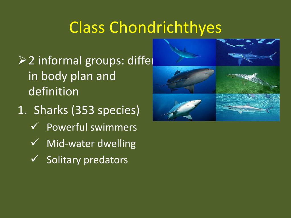 PPT - KINGDOM ANIMALIA Phylum Chordata Class Chondrichthyes PowerPoint ...