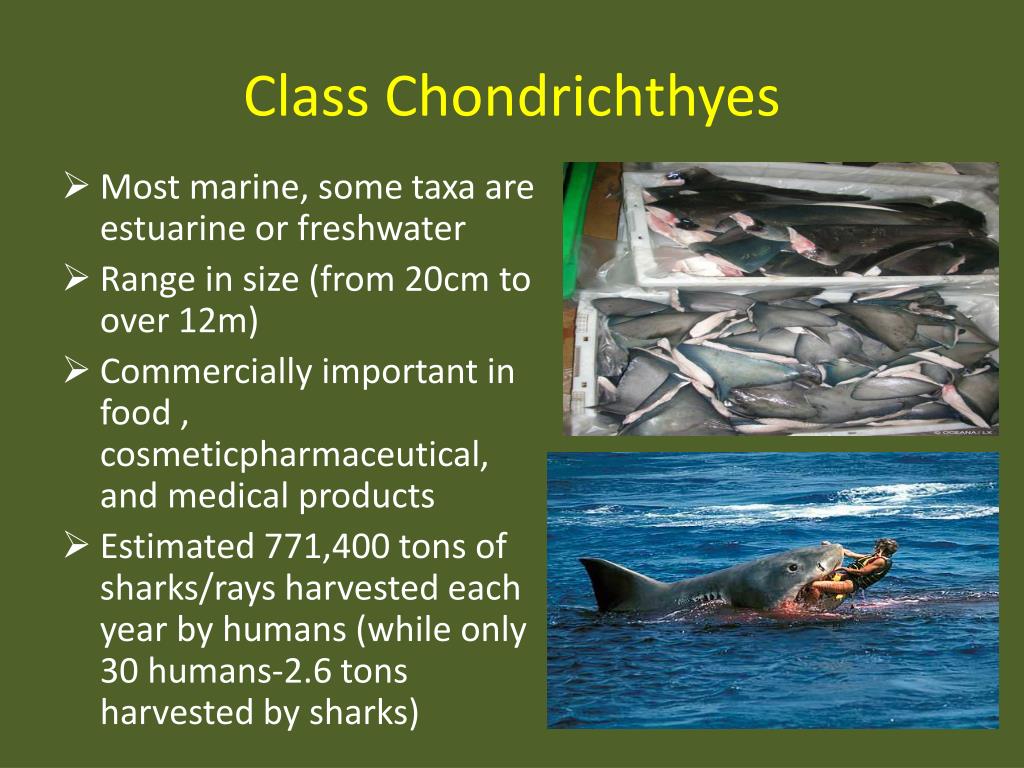 PPT - KINGDOM ANIMALIA Phylum Chordata Class Chondrichthyes PowerPoint ...