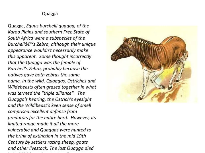 PPT - Quagga PowerPoint Presentation, free download - ID:2321007