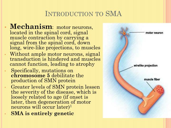 PPT - Spinal Muscular Atrophy PowerPoint Presentation - ID:2321140