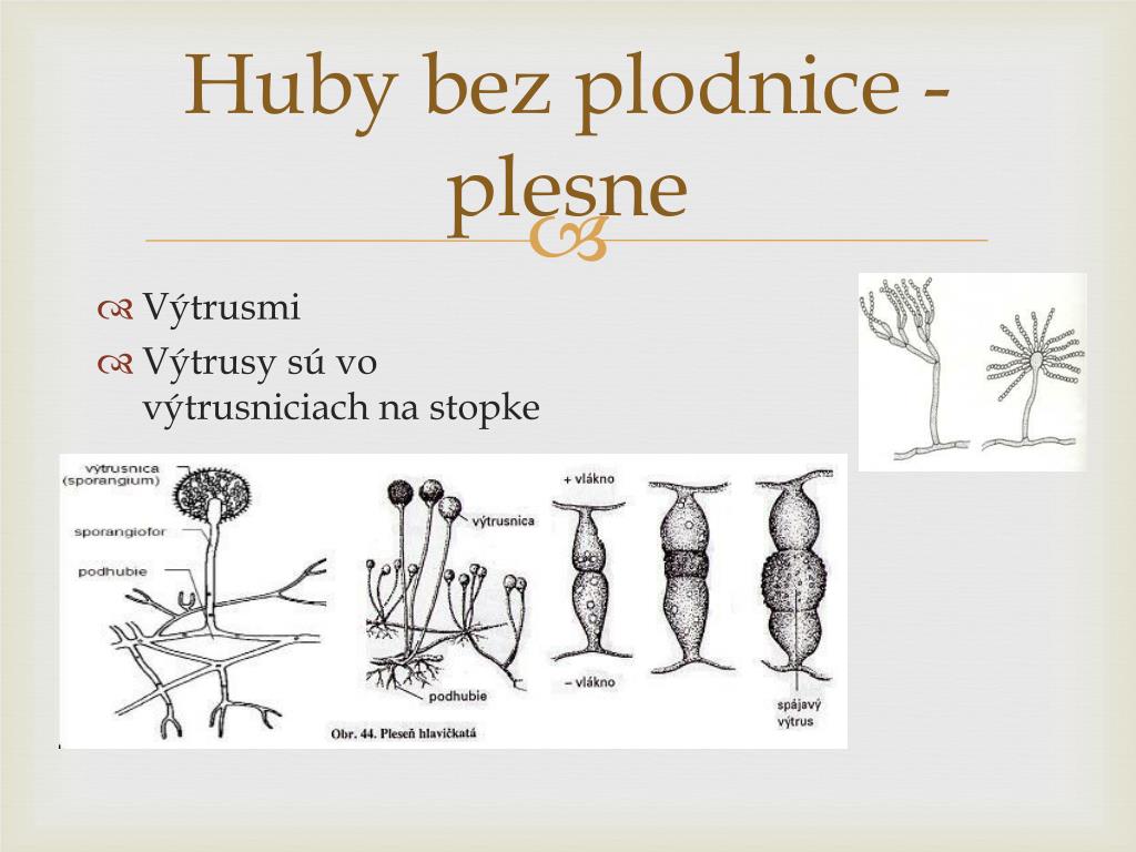 PPT - Rozmnožovanie baktérií a húb - 9.ročník PowerPoint Presentation ...