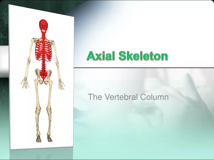PPT - Axial Skeleton PowerPoint Presentation, free download - ID:2321320