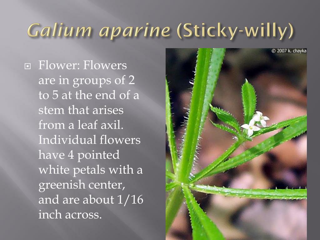 PPT - Rubiaceae The “Madder Family” PowerPoint Presentation, free ...