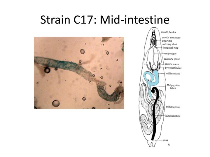 PPT - Fruit Fly Maggot Dissection and Anatomy of Strains C17 and A307 ...