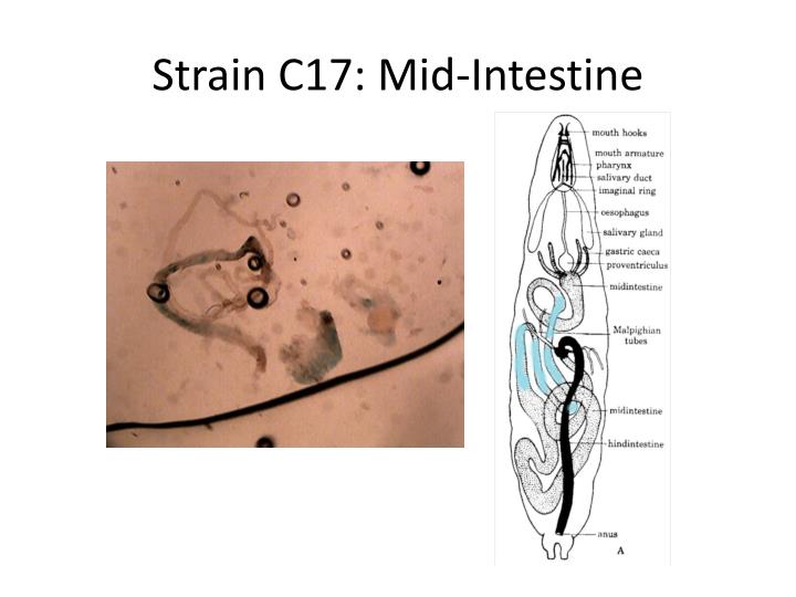 PPT - Fruit Fly Maggot Dissection and Anatomy of Strains C17 and A307 ...