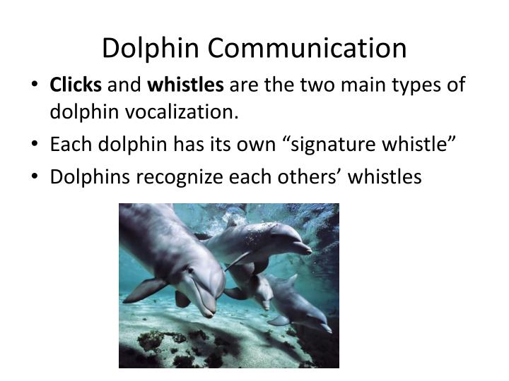 PPT - Echolocation and Sonar PowerPoint Presentation - ID:2323875