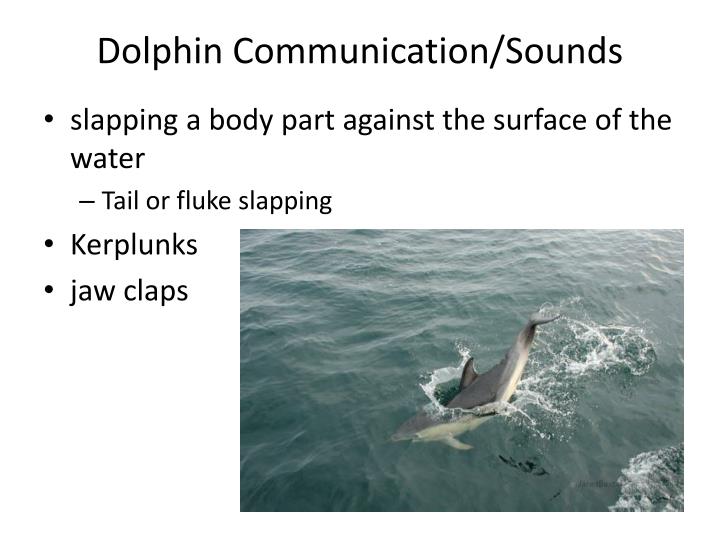 PPT - Echolocation and Sonar PowerPoint Presentation - ID:2323875