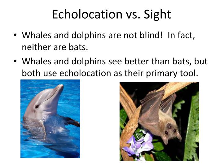 PPT - Echolocation and Sonar PowerPoint Presentation - ID:2323875