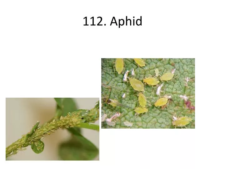 PPT - 112. Aphid PowerPoint Presentation, free download - ID:2323985