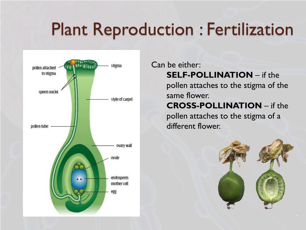Ppt Reproduction Ways Of Reproducing Powerpoint Presentation Free Download Id2324016