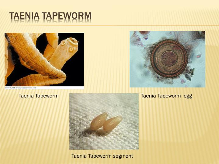 PPT - Parasite Identification PowerPoint Presentation - ID:2324038