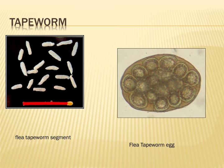 PPT - Parasite Identification PowerPoint Presentation - ID:2324038