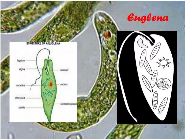 PPT - Euglena PowerPoint Presentation, free download - ID:2324078