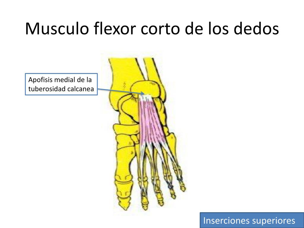 PPT - Musculo cuadrado plantar PowerPoint Presentation, free download ...