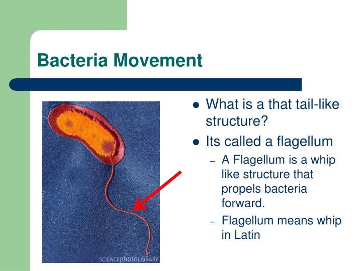 PPT - Wonderful World of Bacteria PowerPoint Presentation - ID:2324191