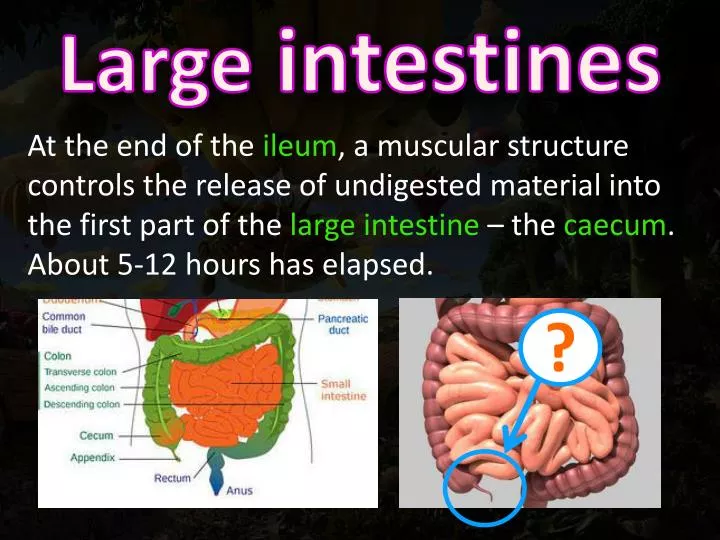 PPT - Large intestines PowerPoint Presentation, free download - ID:2324242