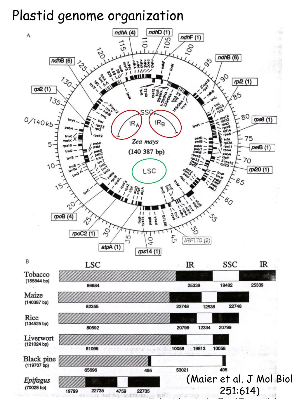 PPT - Organelle genomes Organelle gene expression processes Organelle ...