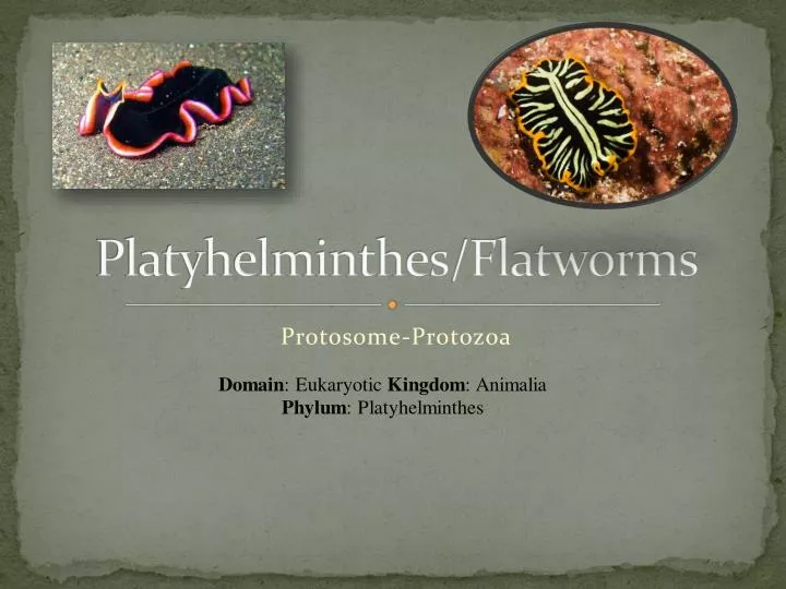 PPT - Platyhelminthes/Flatworms PowerPoint Presentation, free download ...