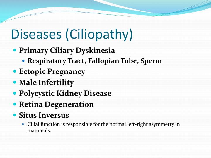 PPT - Flagella & Cilia PowerPoint Presentation - ID:2324606