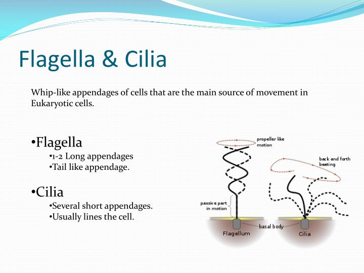 PPT - Flagella & Cilia PowerPoint Presentation - ID:2324606
