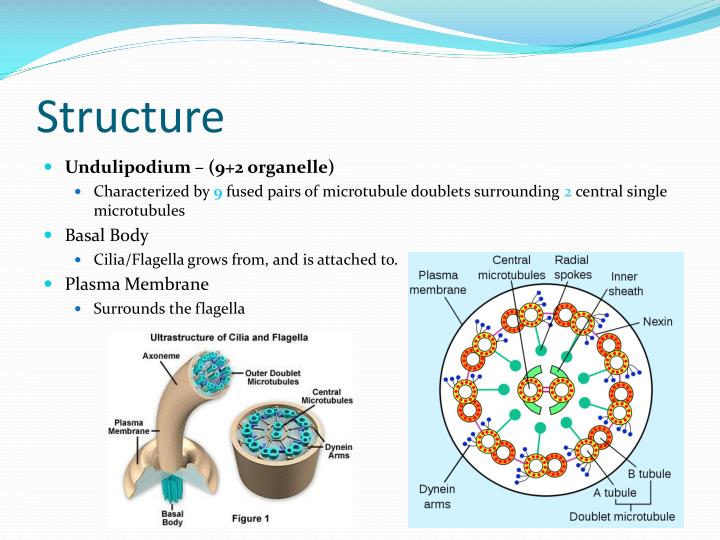 PPT - Flagella & Cilia PowerPoint Presentation - ID:2324606