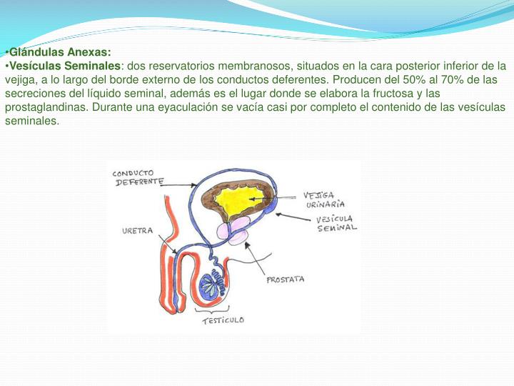 PPT - SISTEMA REPRODUCTOR PowerPoint Presentation - ID:2324945