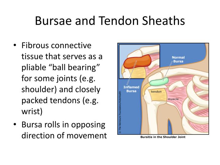 PPT - Joints PowerPoint Presentation - ID:2325082