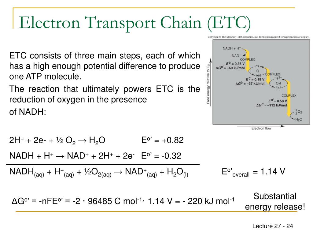 PPT - CHEM1612 - Pharmacy Week 9: Concentration Cells PowerPoint ...