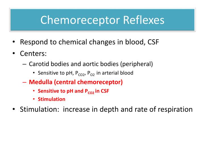 PPT - BRAIN STEM FUNCTIONS PowerPoint Presentation - ID:2325281