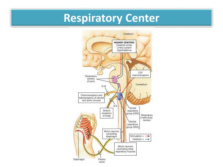 PPT - BRAIN STEM FUNCTIONS PowerPoint Presentation - ID:2325281