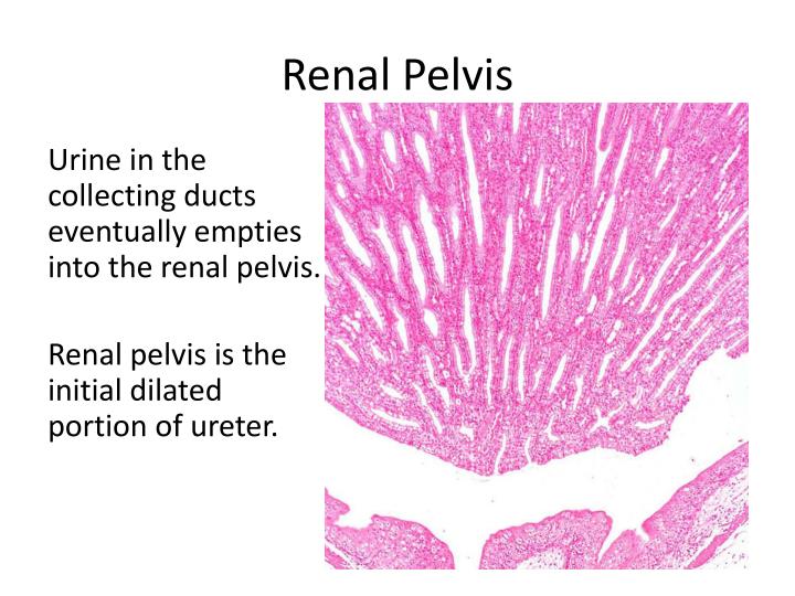 PPT - Exercise 26 Functional Anatomy of The Urinary System PowerPoint ...