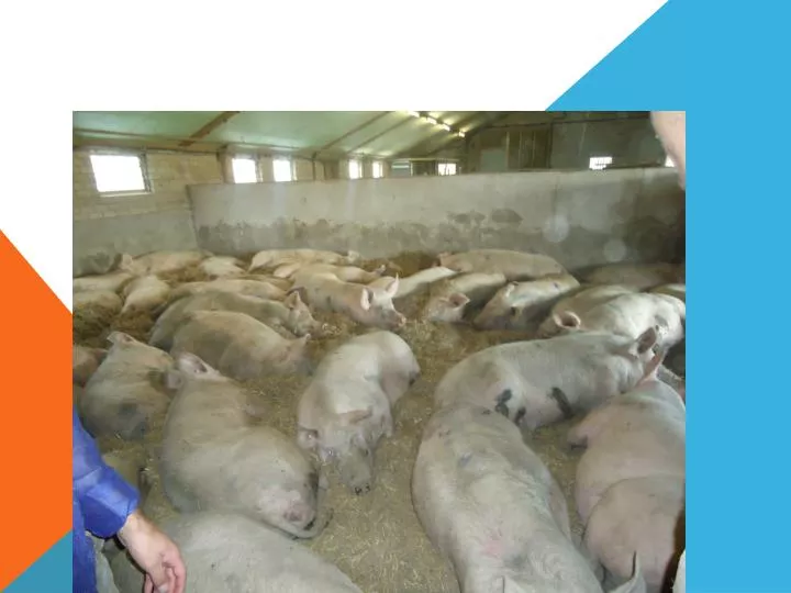 PPT - Pig production PowerPoint Presentation, free download - ID:2327866