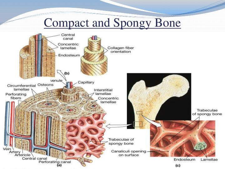 PPT - Dr. Sama ul Haque PowerPoint Presentation - ID:2327912