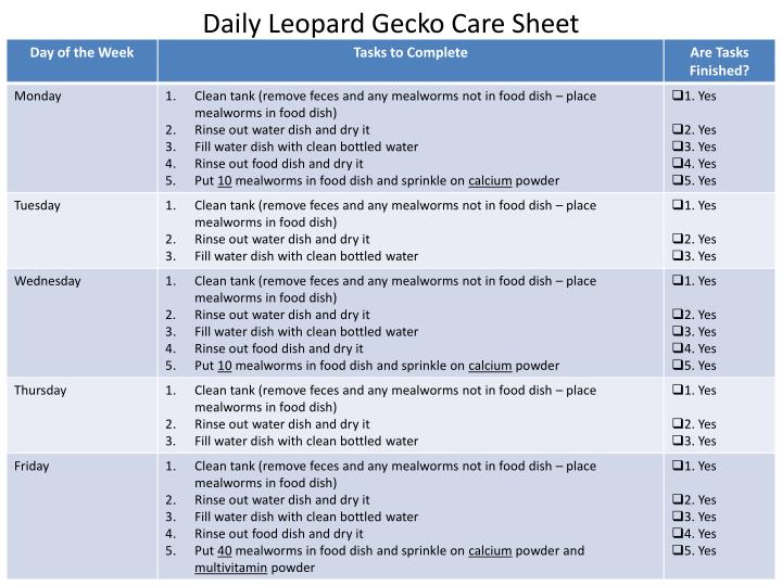 PPT - All About Our Leopard Gecko PowerPoint Presentation - ID:2328081